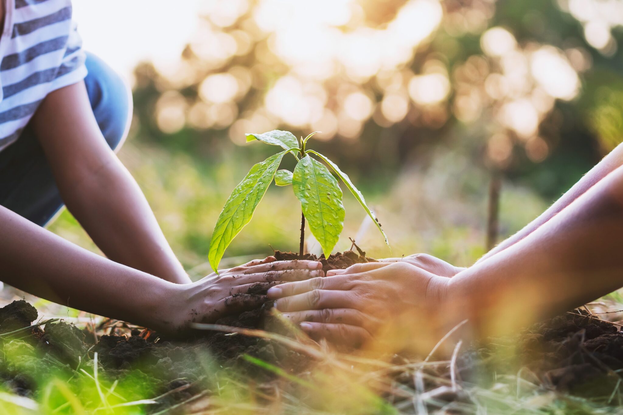 Dia Mundial do Ambiente: há gestos que fazem a diferença - Sociedade ...